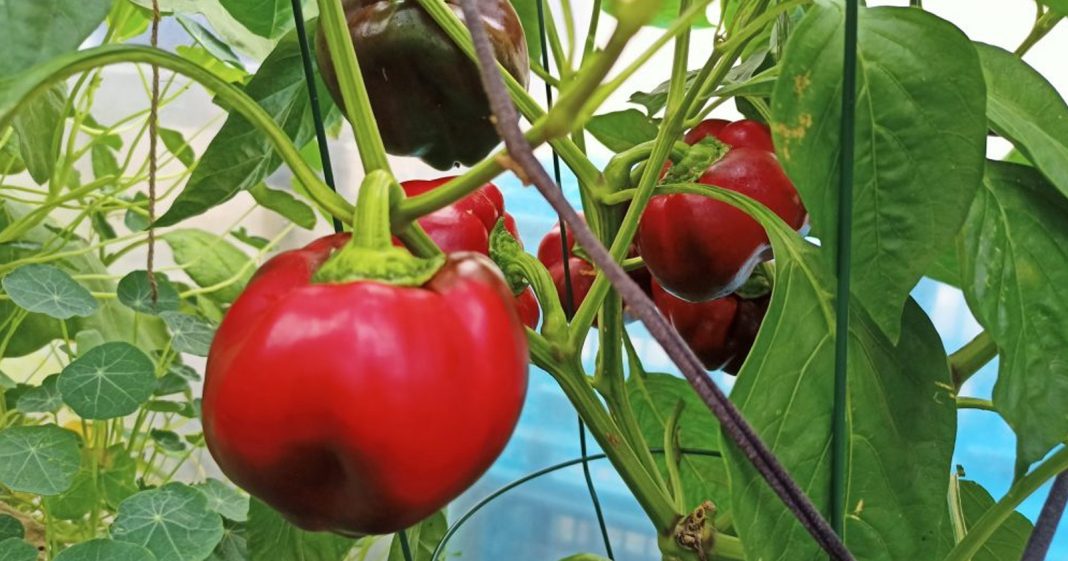 Cara Menyuburkan Tanaman Cabe yang Kerdil - Blibli Friends Cara Menyuburkan Tanaman Cabe yang Kerdil - Blibli Friends