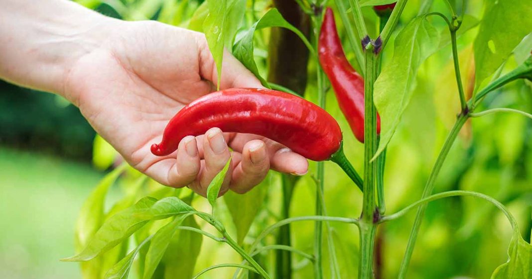 Cara Menyuburkan Tanaman Cabe yang Kerdil - Blibli Friends Cara Menyuburkan Tanaman Cabe yang Kerdil - Blibli Friends