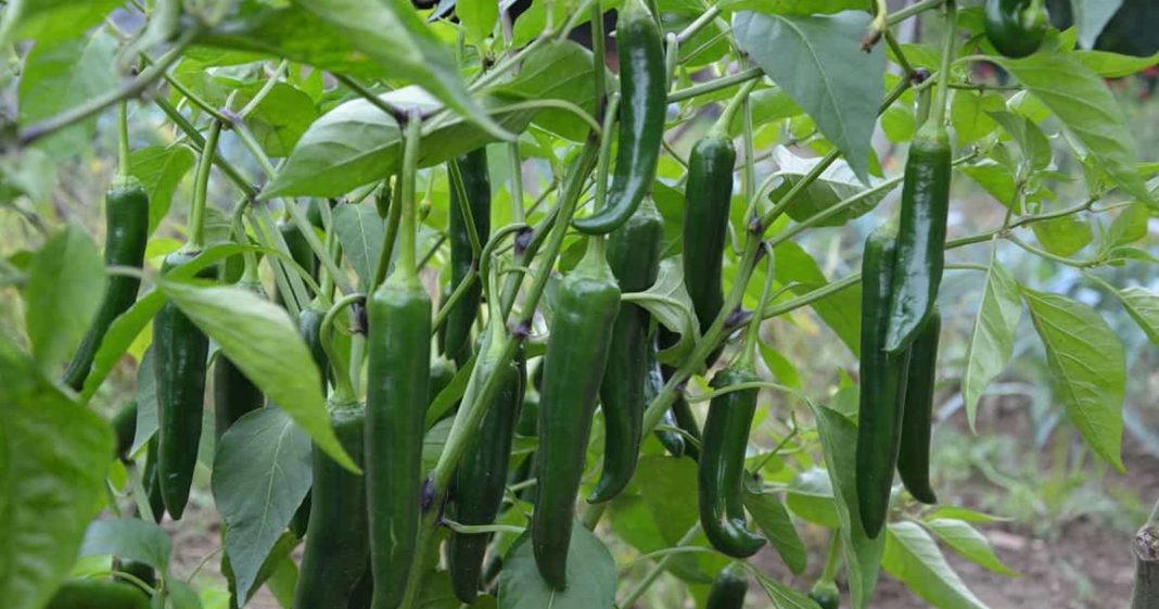Cara Menyuburkan Tanaman Cabe yang Kerdil - Blibli Friends Cara Menyuburkan Tanaman Cabe yang Kerdil - Blibli Friends