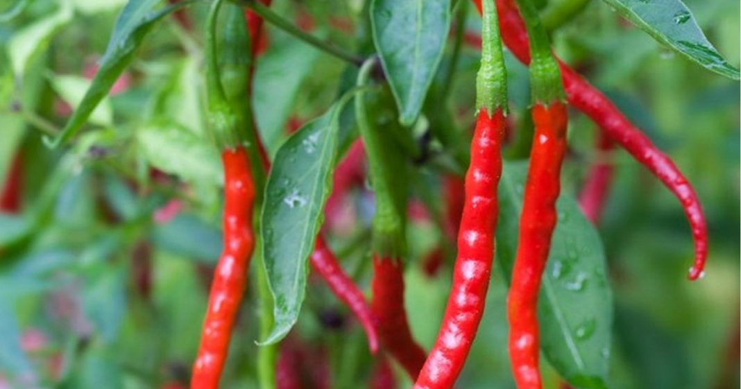 Cara Menyuburkan Tanaman Cabe yang Kerdil - Blibli Friends Cara Menyuburkan Tanaman Cabe yang Kerdil - Blibli Friends