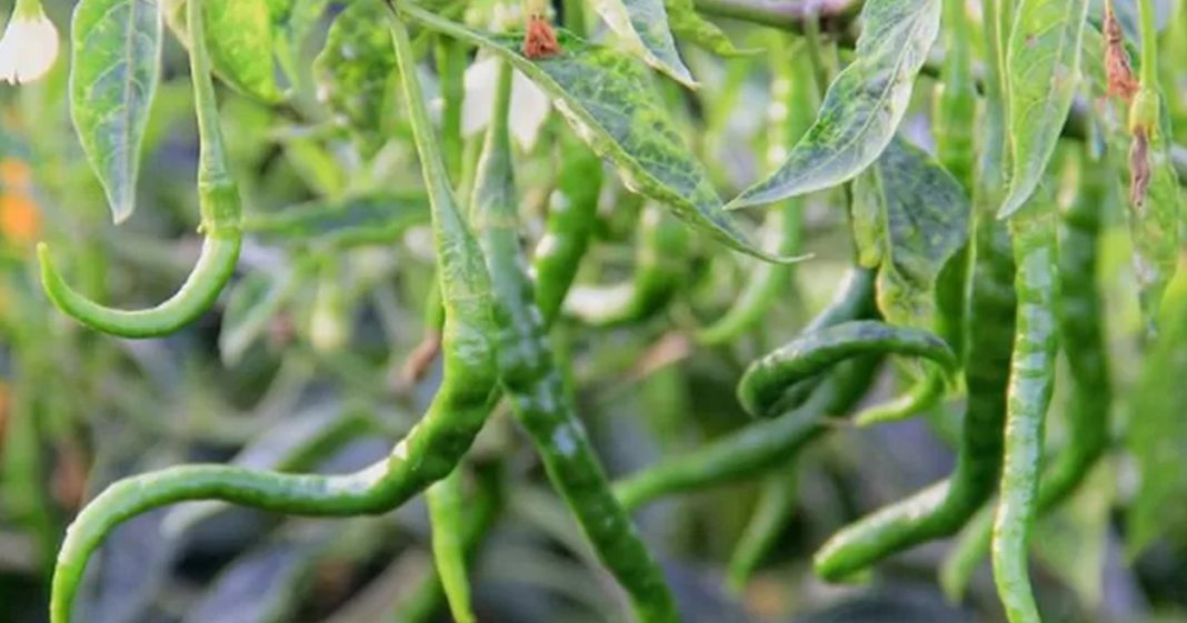 Cara Menyuburkan Tanaman Cabe yang Kerdil - Blibli Friends Cara Menyuburkan Tanaman Cabe yang Kerdil - Blibli Friends