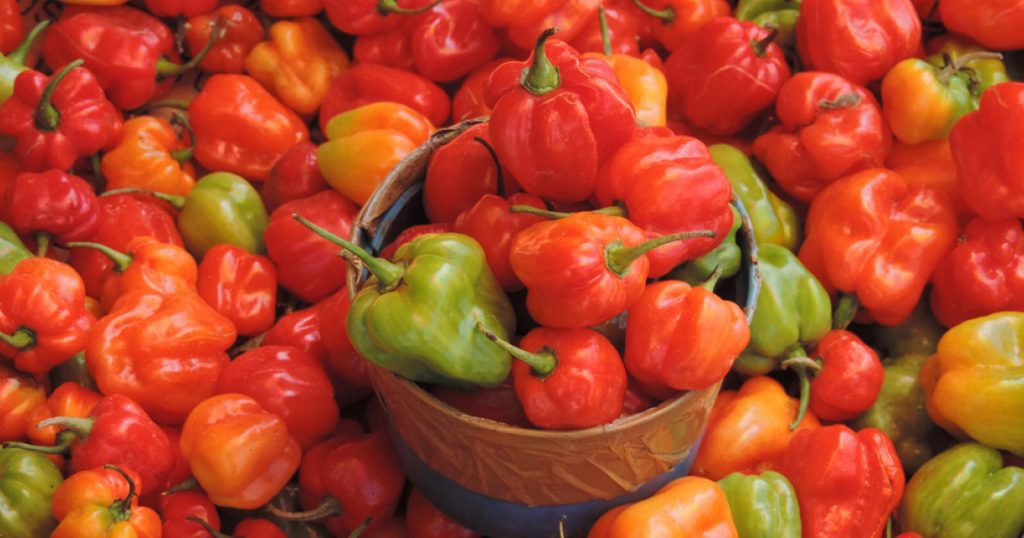 Cara Menyuburkan Tanaman Cabe yang Kerdil - Blibli Friends Cara Menyuburkan Tanaman Cabe yang Kerdil - Blibli Friends