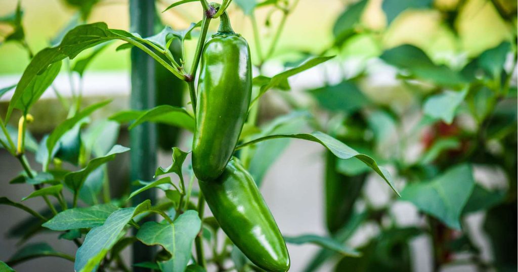 Cara Menyuburkan Tanaman Cabe yang Kerdil - Blibli Friends Cara Menyuburkan Tanaman Cabe yang Kerdil - Blibli Friends
