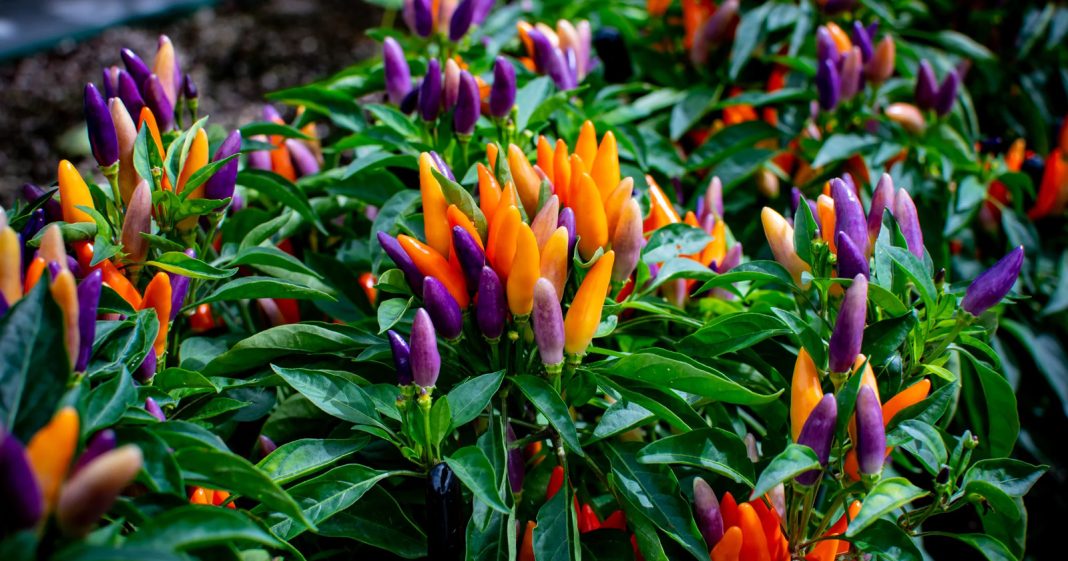Cara Menyuburkan Tanaman Cabe yang Kerdil - Blibli Friends Cara Menyuburkan Tanaman Cabe yang Kerdil - Blibli Friends